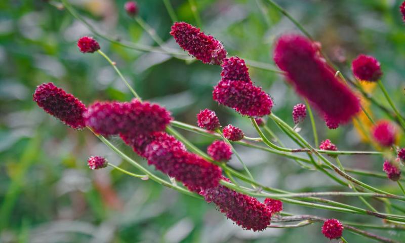 GARDEN BURNET. SCARY NAME OF A USEFUL PLANT.