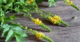 AGRIMONY: EXPLORING NATURE'S HERBAL TREASURE TROVE