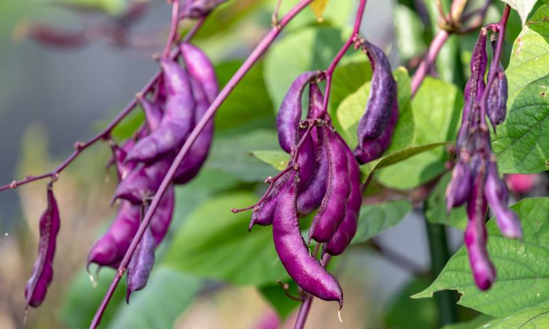 LABLAB BEAN: A NUTRITIONAL AND BOTANICAL PROFILE