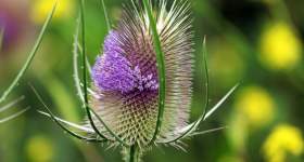 TEASEL: AN EXPLORATION OF ITS NATURE AND TRADITIONAL USES